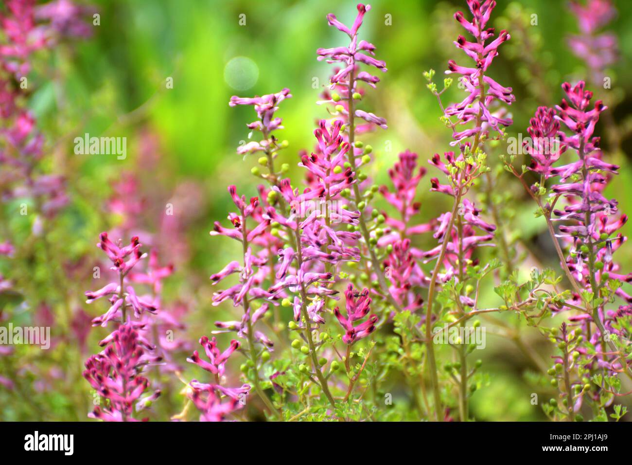 Fumariaceae fumitory hi-res stock photography and images - Alamy