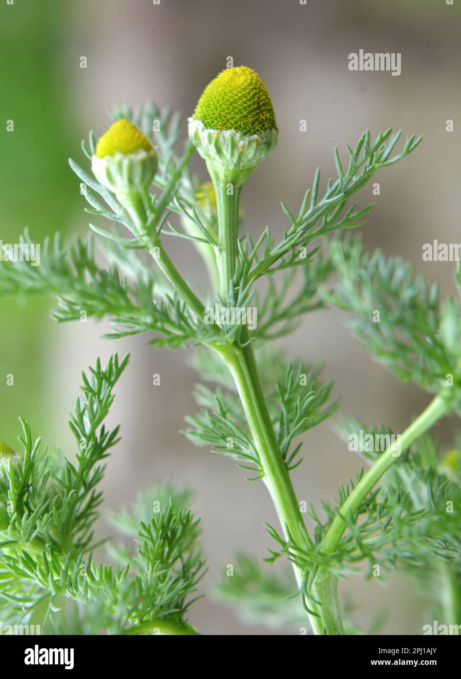 Fragrant chamomile (Matricaria discoidea) grows in the wild Stock Photo ...