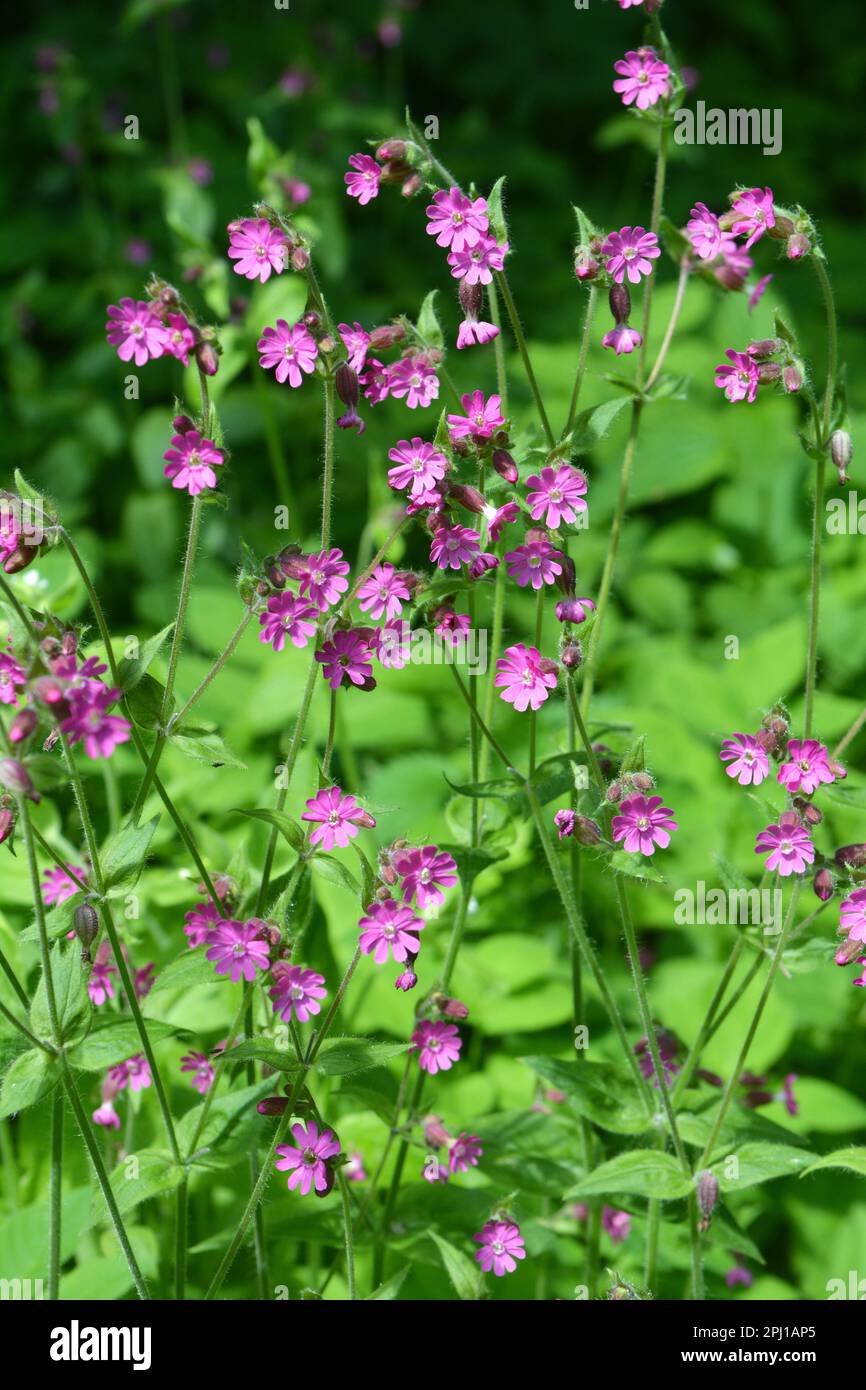 Silene dioica grows in the spring in the wild Stock Photo - Alamy