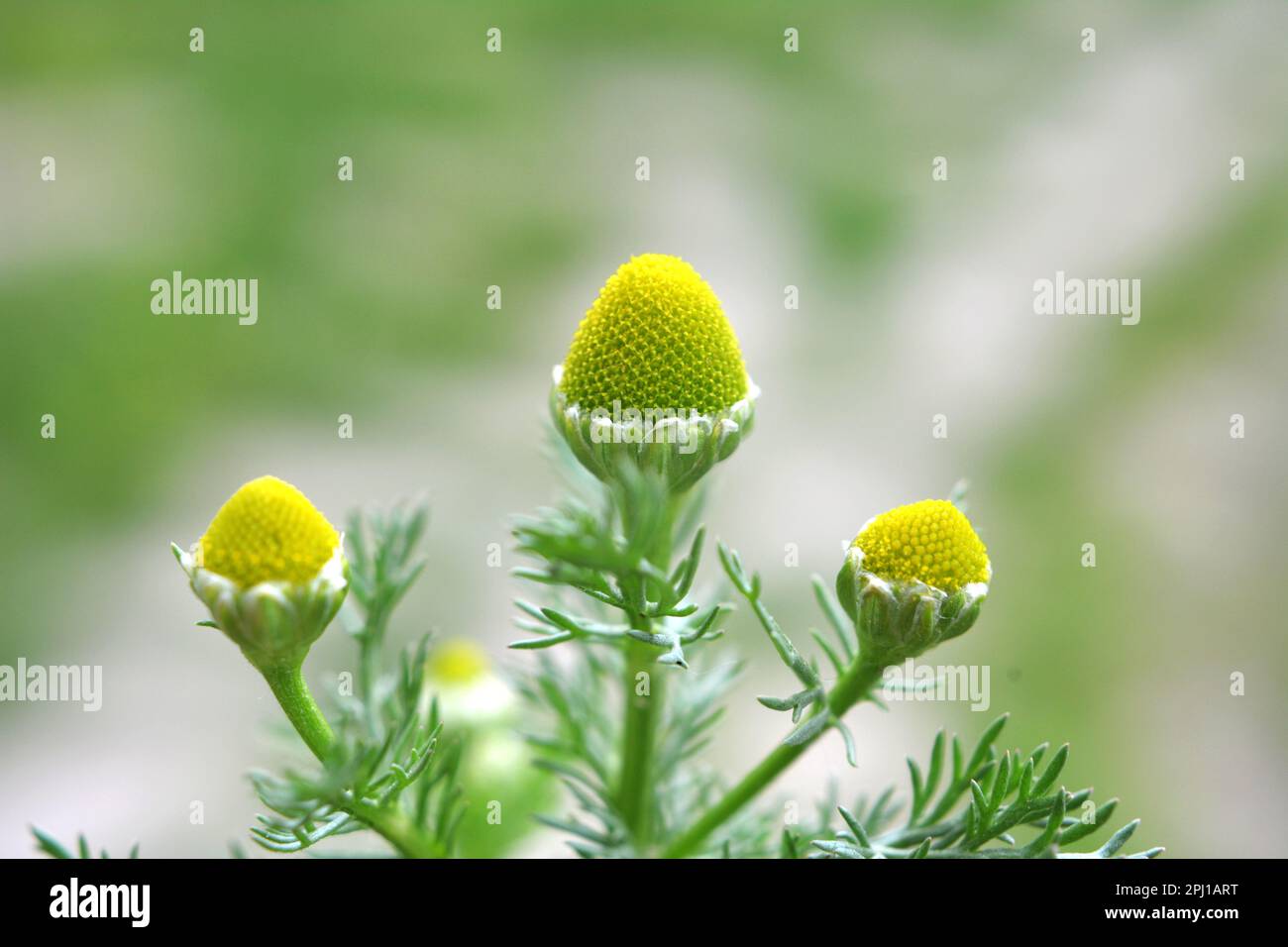 Fragrant chamomile (Matricaria discoidea) grows in the wild Stock Photo ...