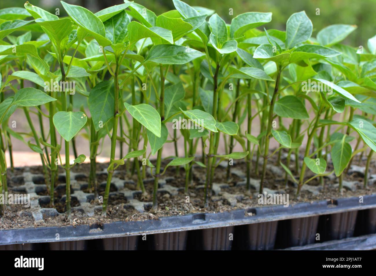Seedlings in cassettes hi-res stock photography and images - Alamy