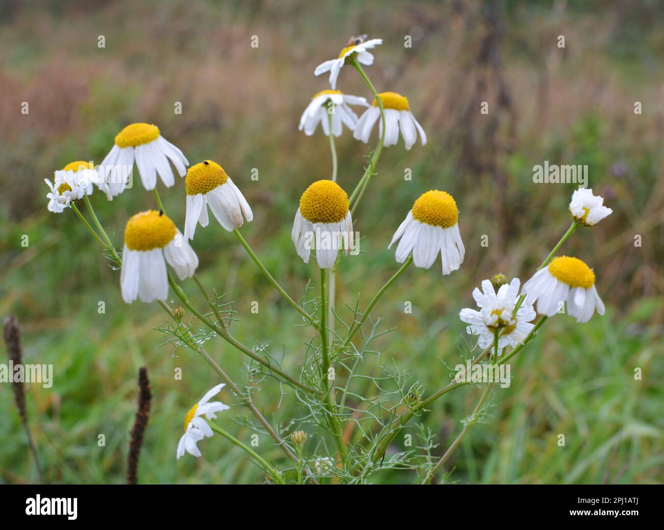 White matricaria flowers on hi-res stock photography and images - Alamy