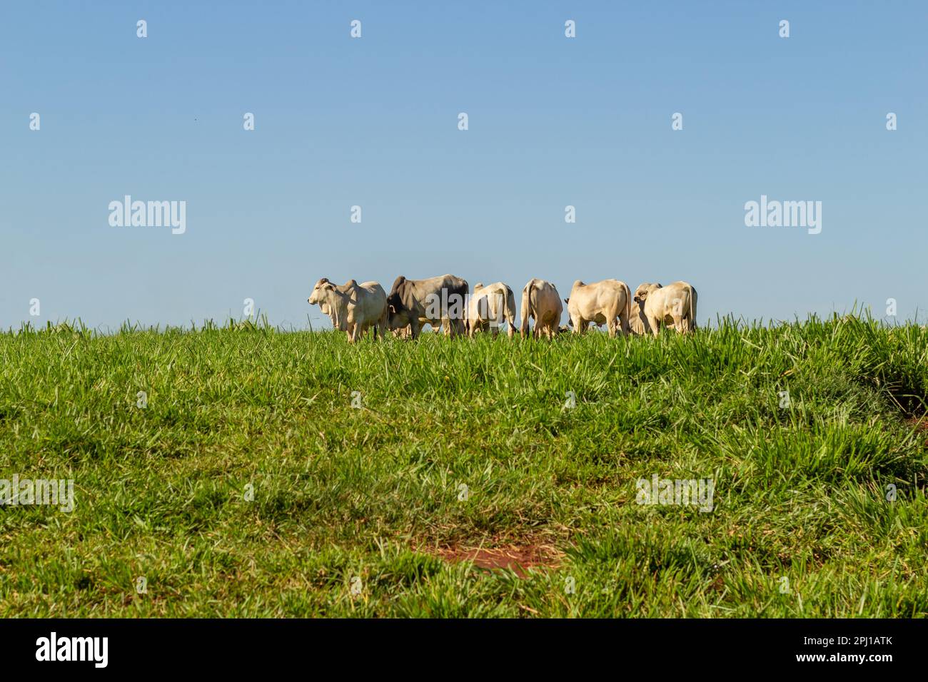 Anicuns, Goias, Brazil – March 26, 2023: Some oxen in the fresh green ...