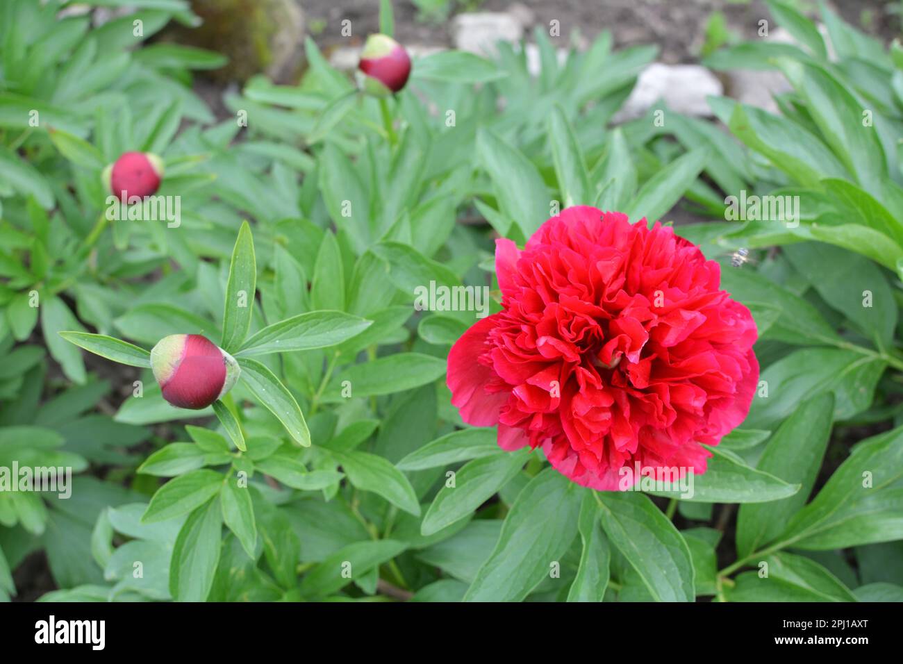 Peonies garden hi-res stock photography and images - Alamy