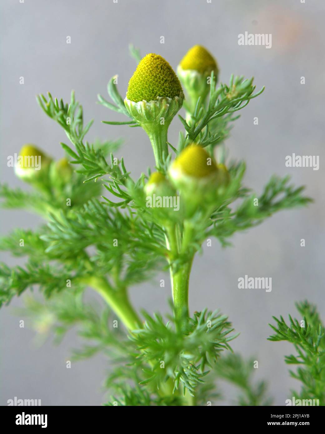 Fragrant chamomile (Matricaria discoidea) grows in the wild Stock Photo ...