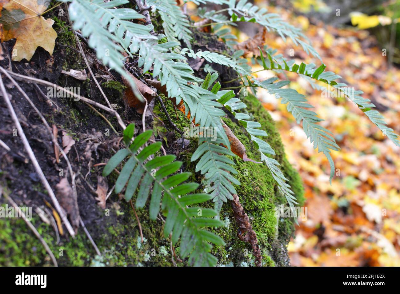 Fern Polypodium vulgare grows in the wild on a rock in the woods Stock ...