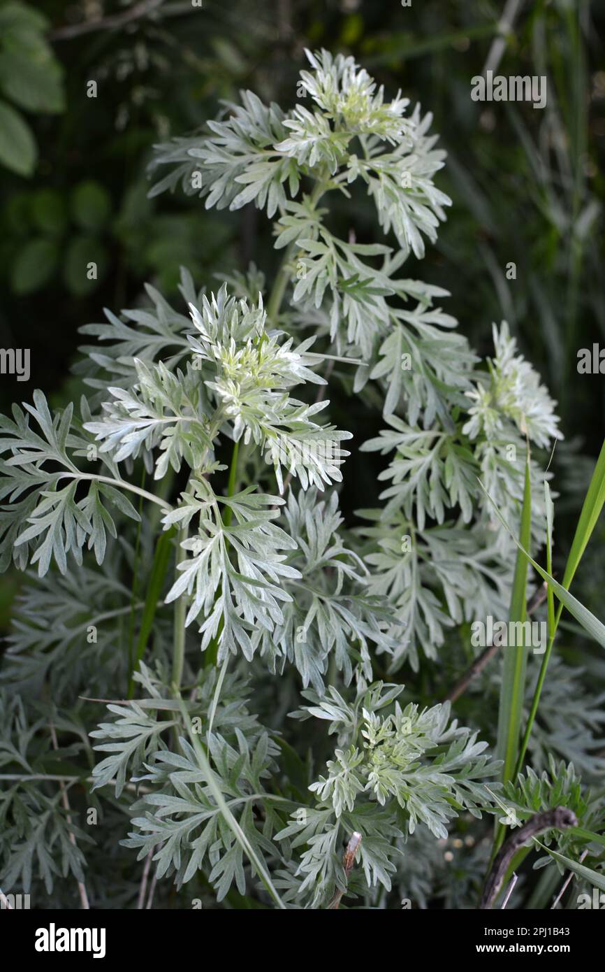 Bitter wormwood (Artemisia absinthium) bush grows in the wild Stock ...