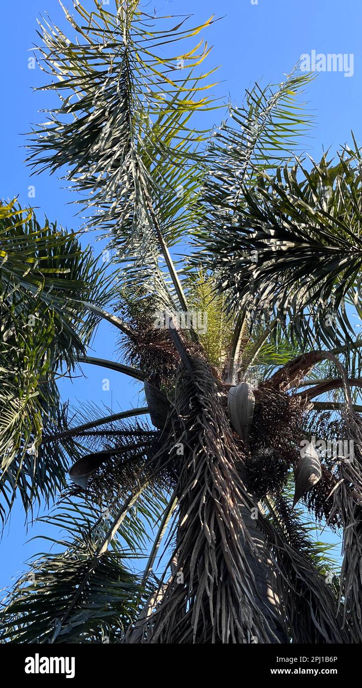 Palms tree frame hi-res stock photography and images - Alamy