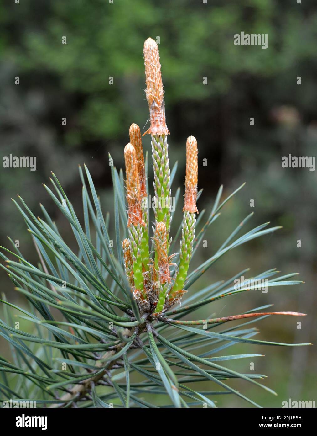 Spring buds on a young pine branch Stock Photo - Alamy