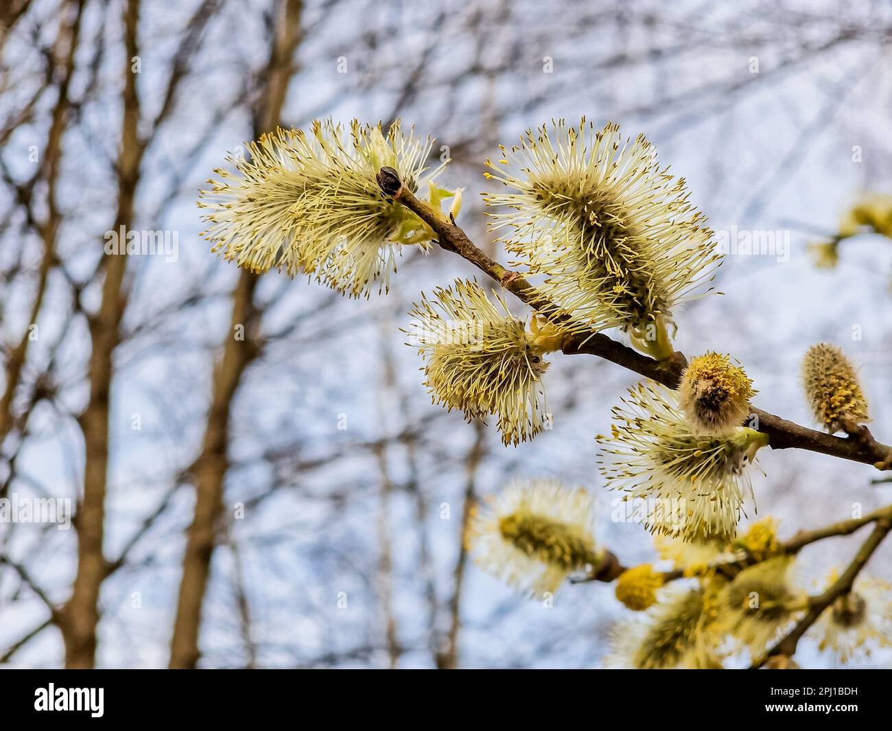 Willow branches with fluffy cats with a blurred background. Soft and ...