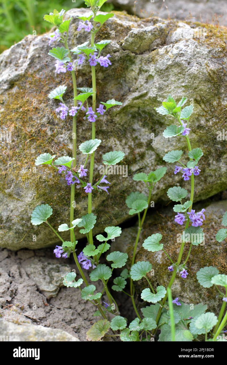 In spring, Glechoma hederacea grows and blooms in the wild Stock Photo ...