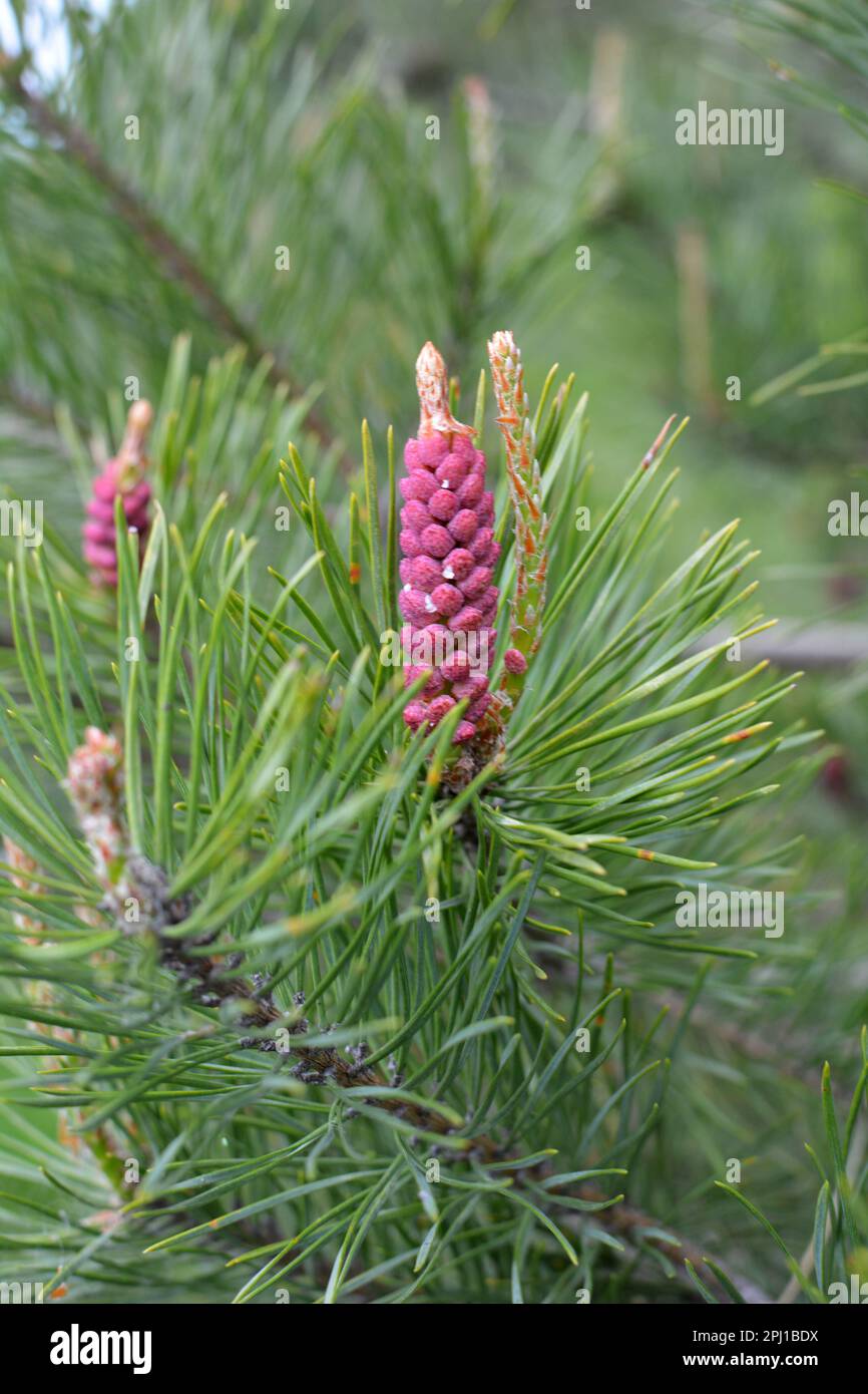 Spring buds on a young pine branch Stock Photo - Alamy