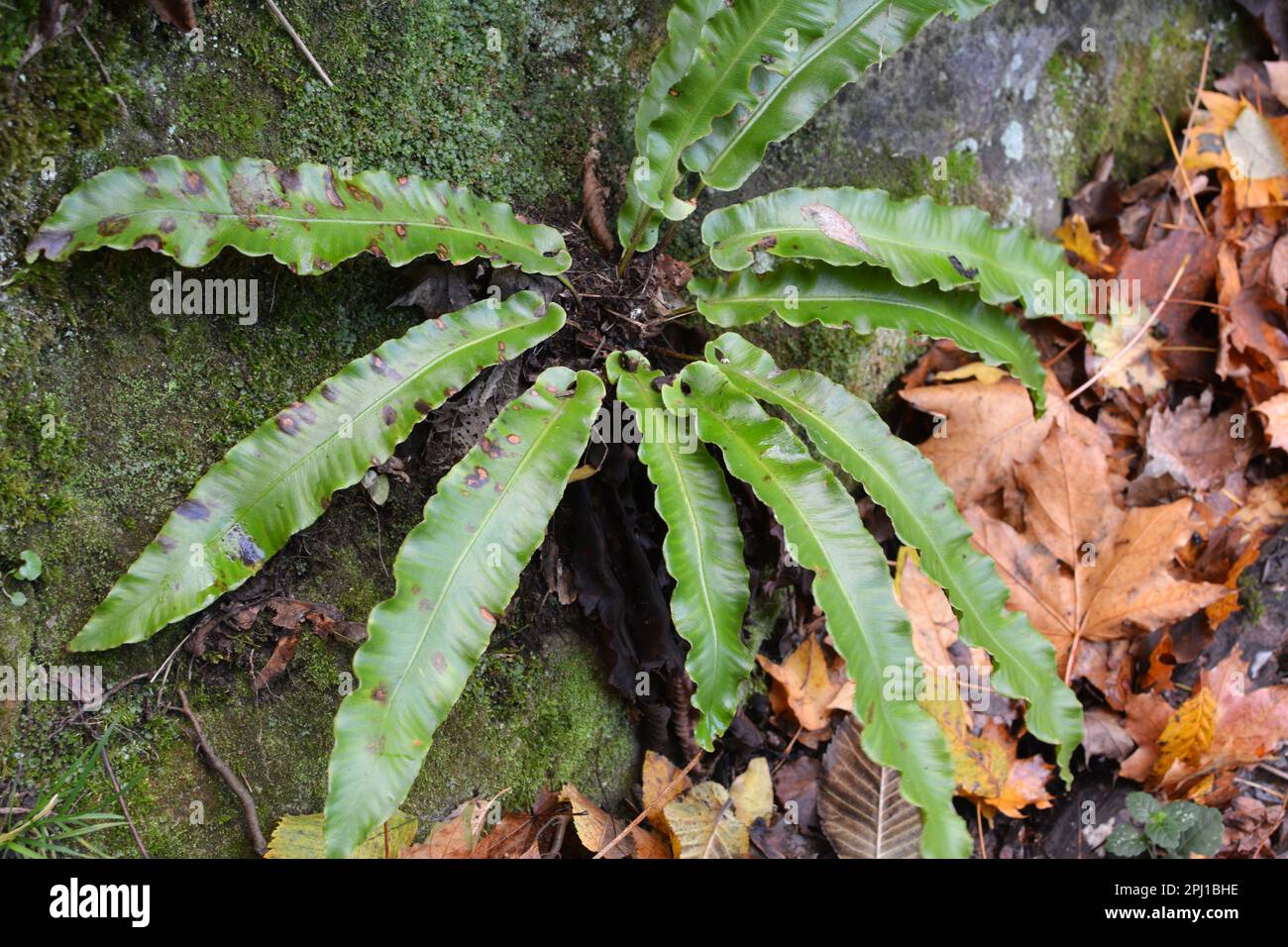 In the wild, ferns of Asplenium scolopendrium grow in the forest Stock ...