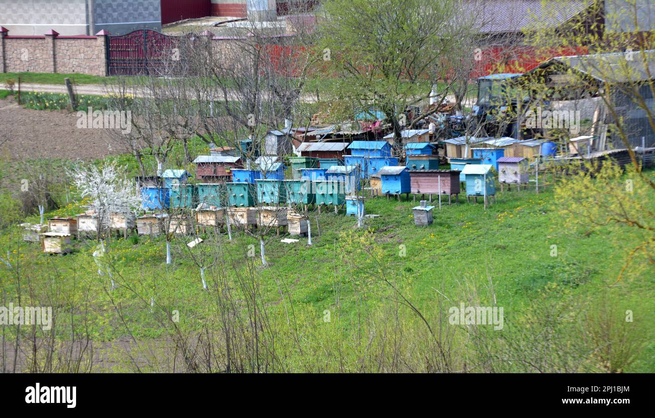 Apiary beehives hi-res stock photography and images - Alamy