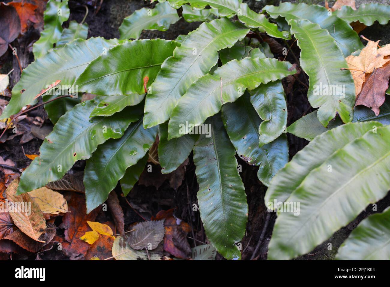 In the wild, ferns of Asplenium scolopendrium grow in the forest Stock ...