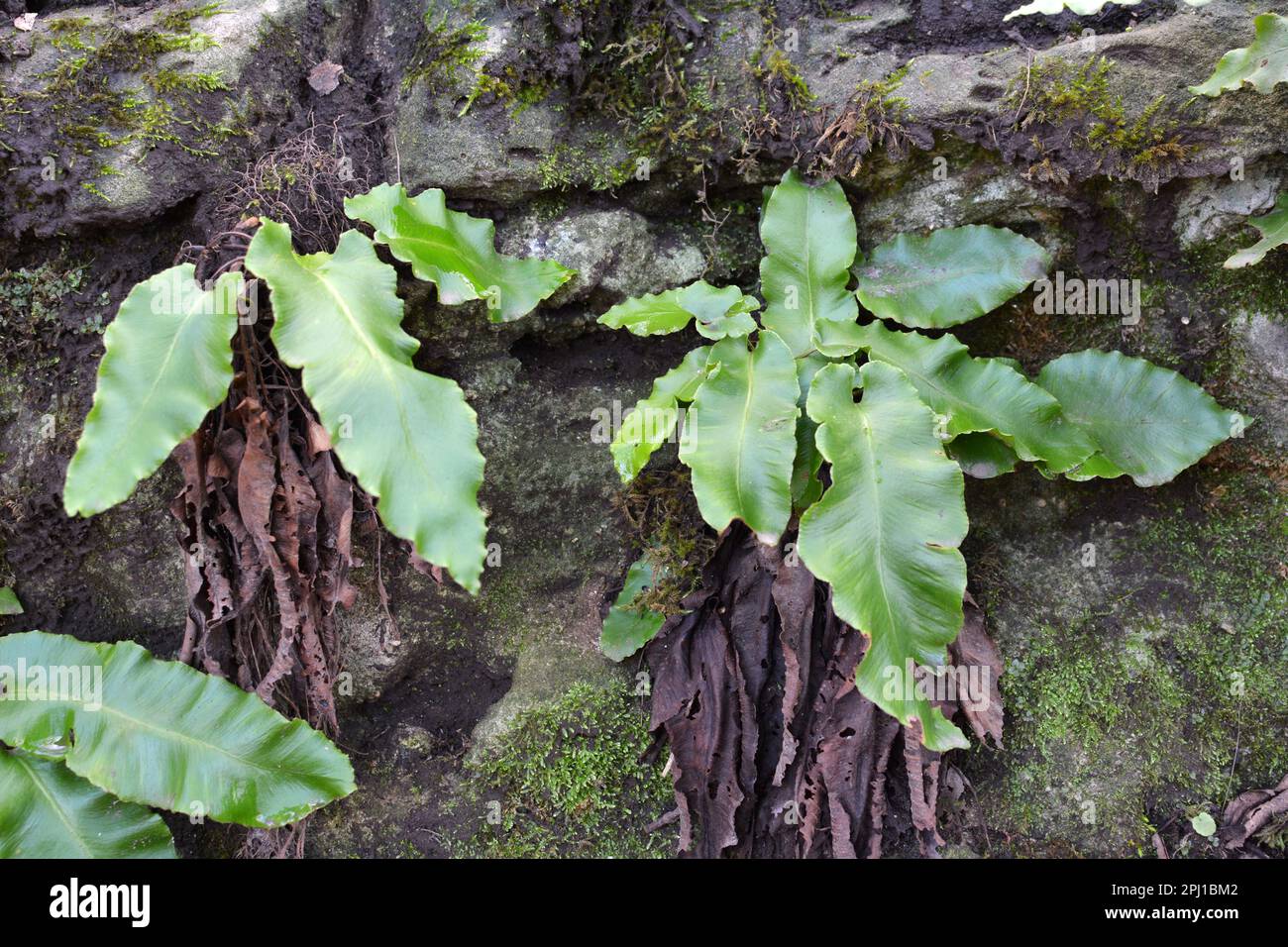 In the wild, ferns of Asplenium scolopendrium grow in the forest Stock ...
