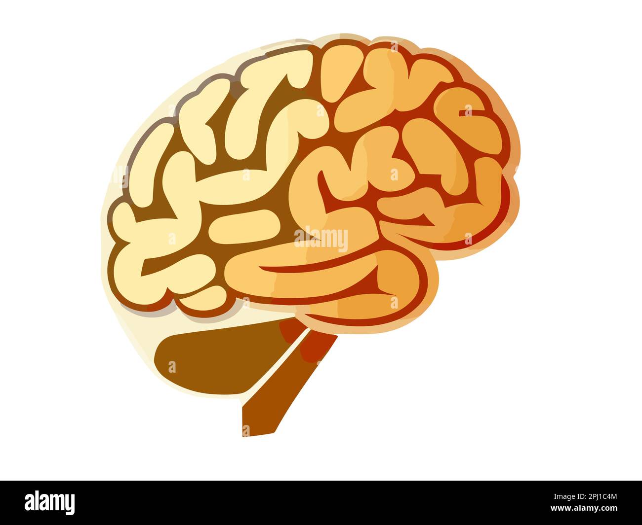 Human brain. Isolated vector. Concept of the human brain Stock Vector ...