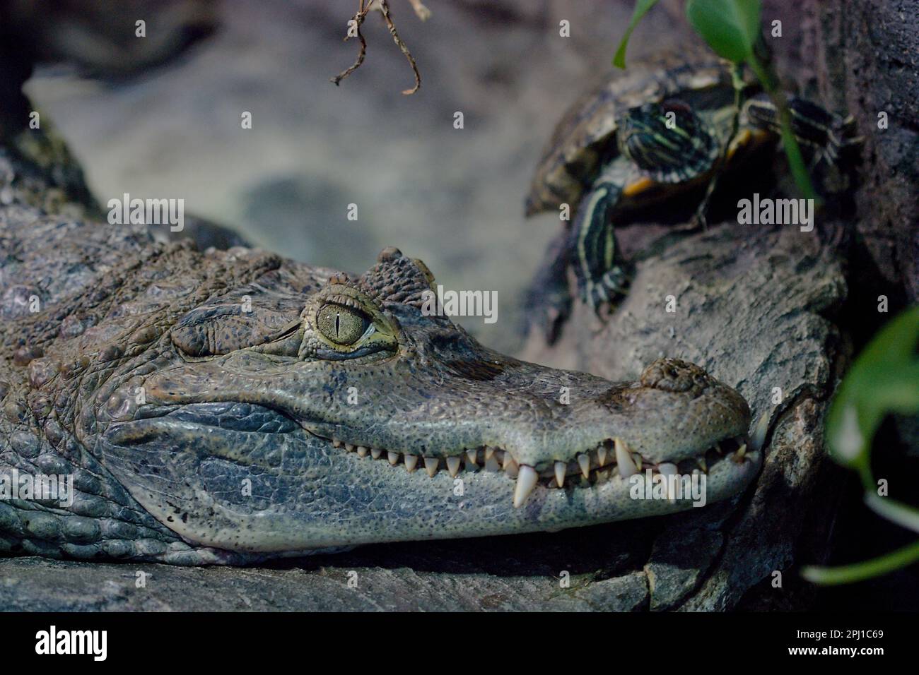 The spectacled caiman, white caiman, common speckled caiman (Caiman ...
