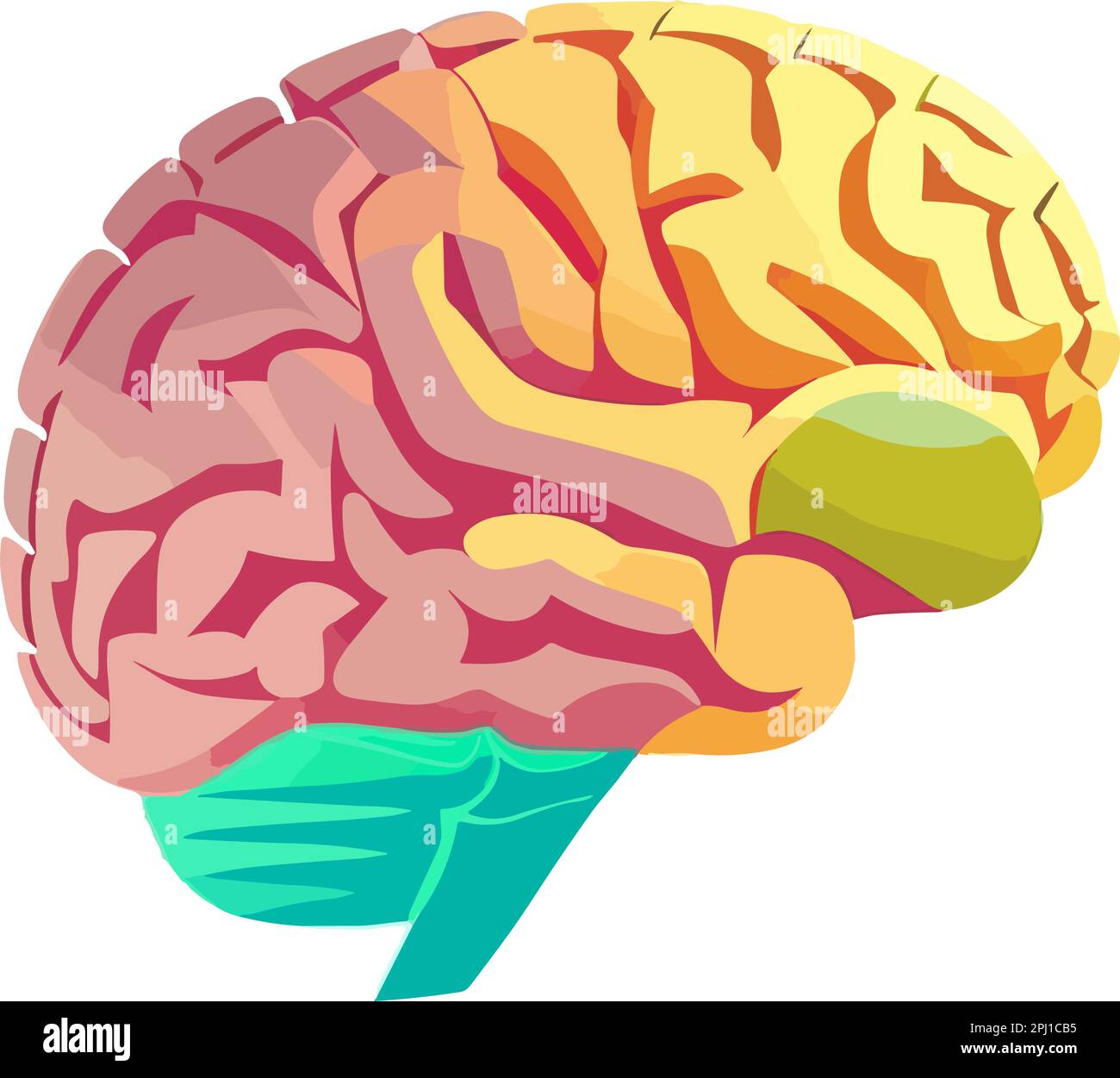 Human brain. Isolated vector. Concept of the human brain Stock Vector Image & Art - Alamy
