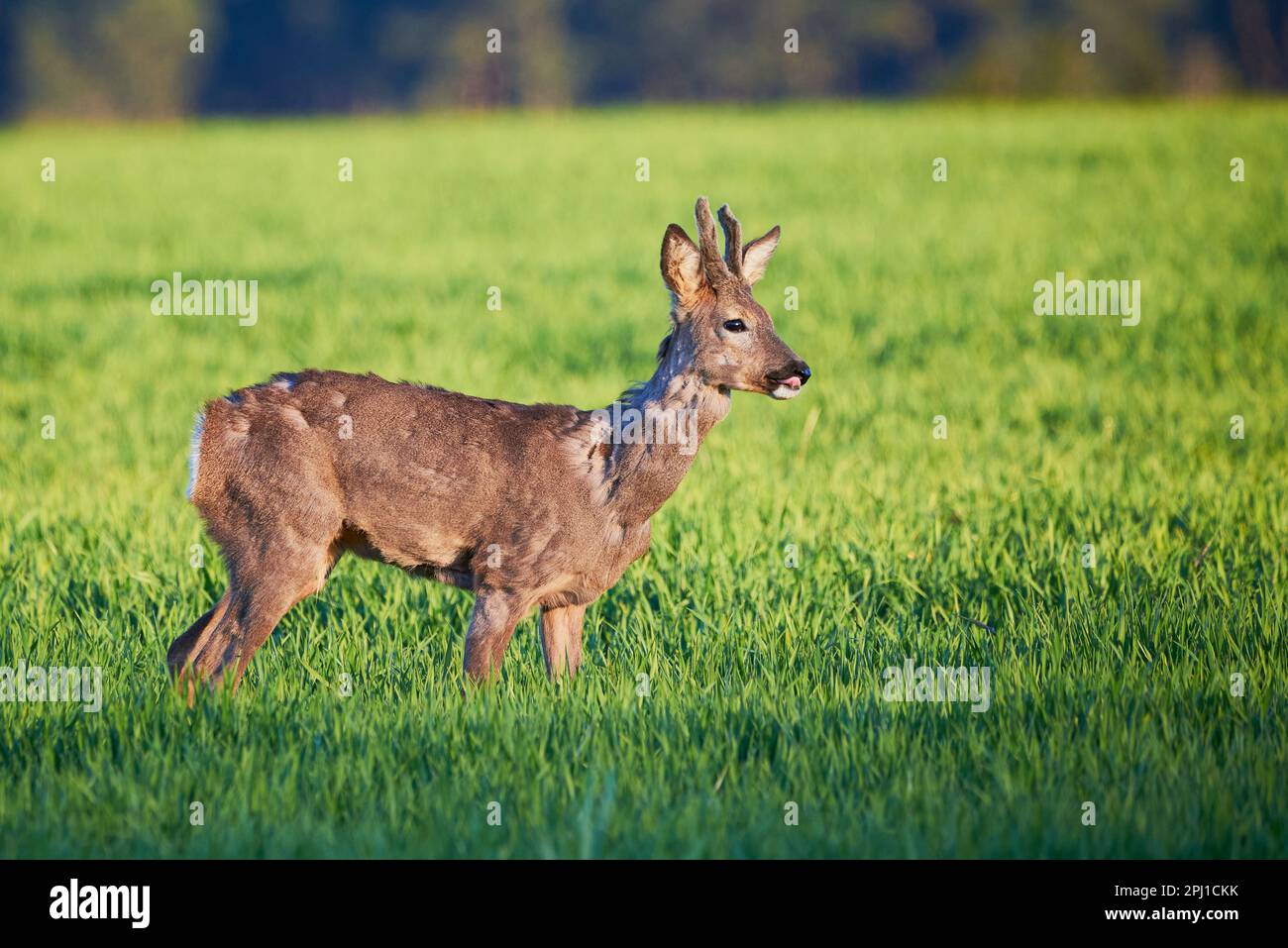 Roe deer male running on field ( Capreolus capreolus ). European roe ...