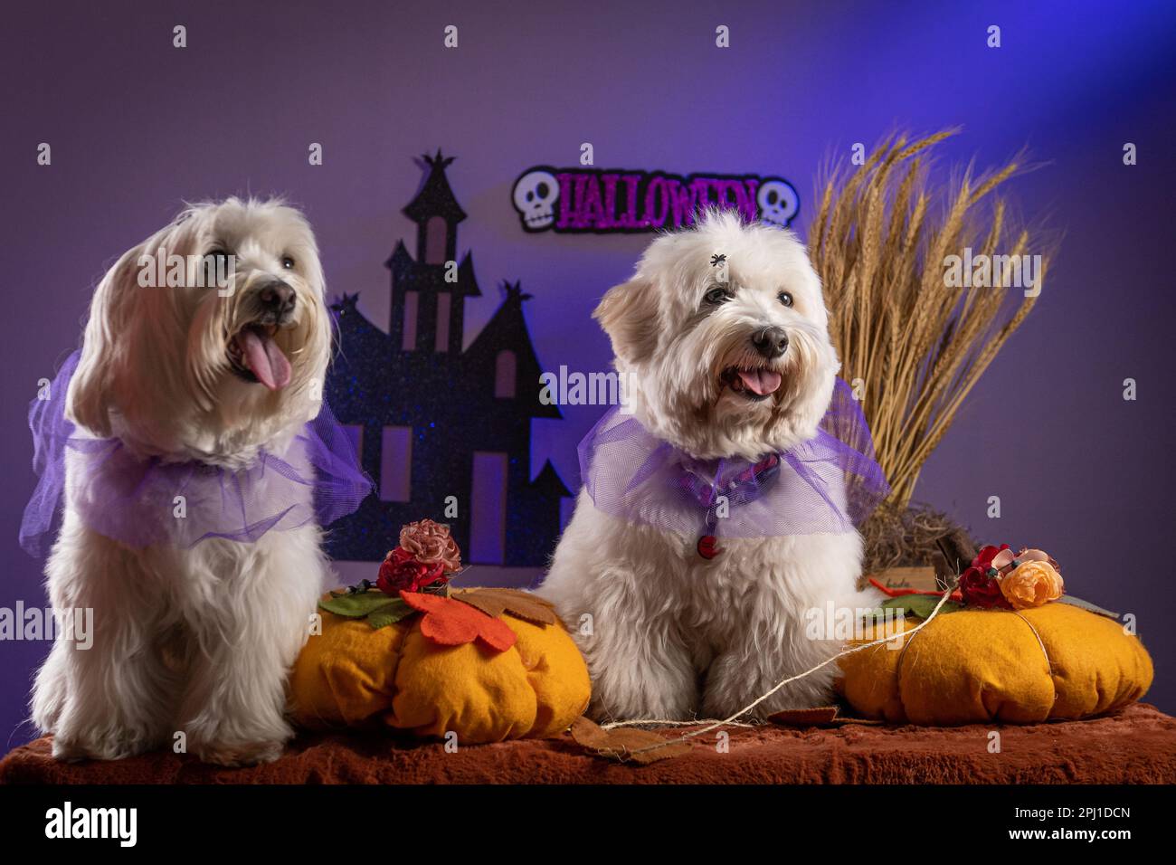 Two adorable dogs wearing festive Halloween costumes stand side-by-side ...