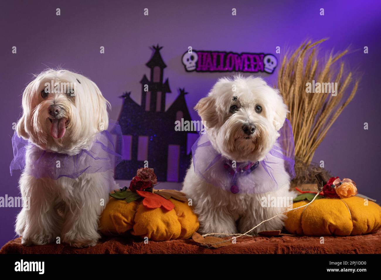 Two adorable dogs wearing festive Halloween costumes stand side-by-side ...