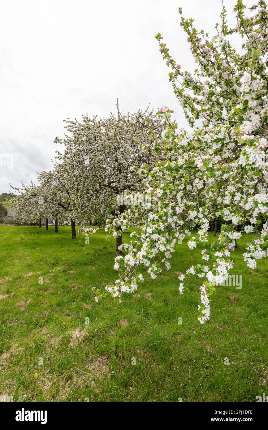 Apple blossom in bloom in an old fashioned cider orchard Stock Photo ...