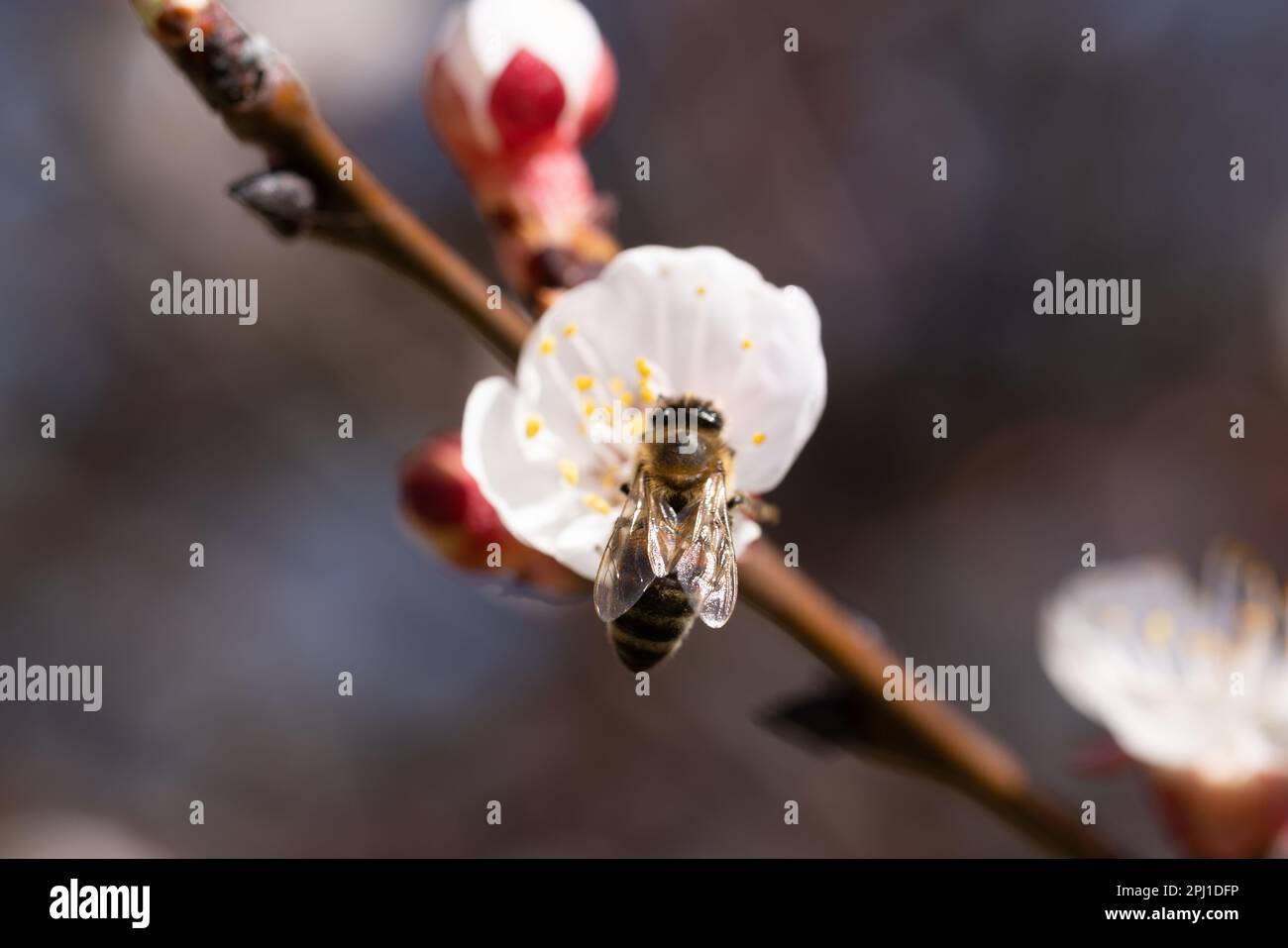 A flying honey bee collects pollen from the spring flowers of trees ...