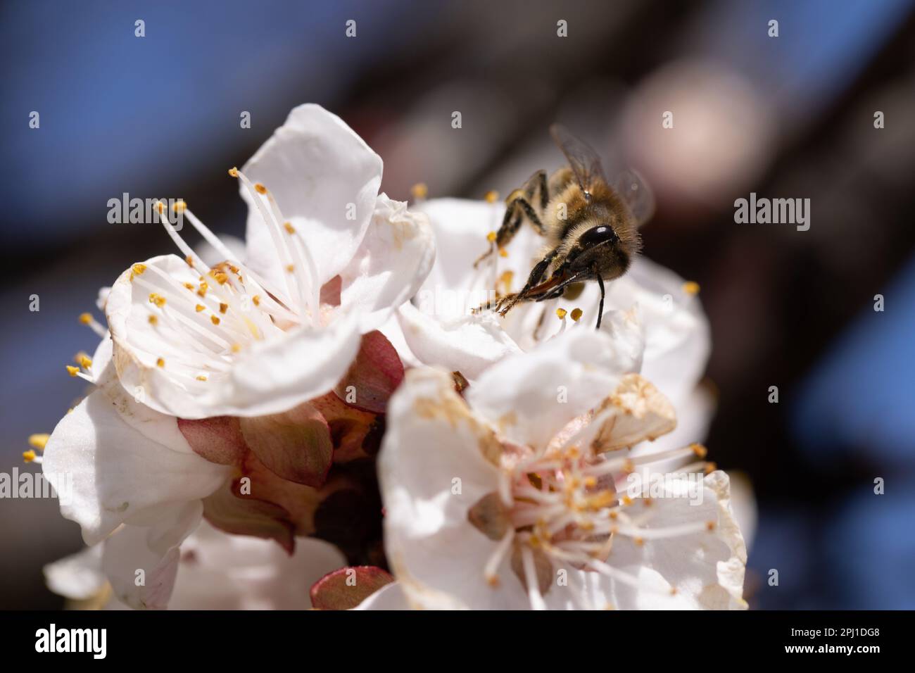 A flying honey bee collects pollen from the spring flowers of trees ...