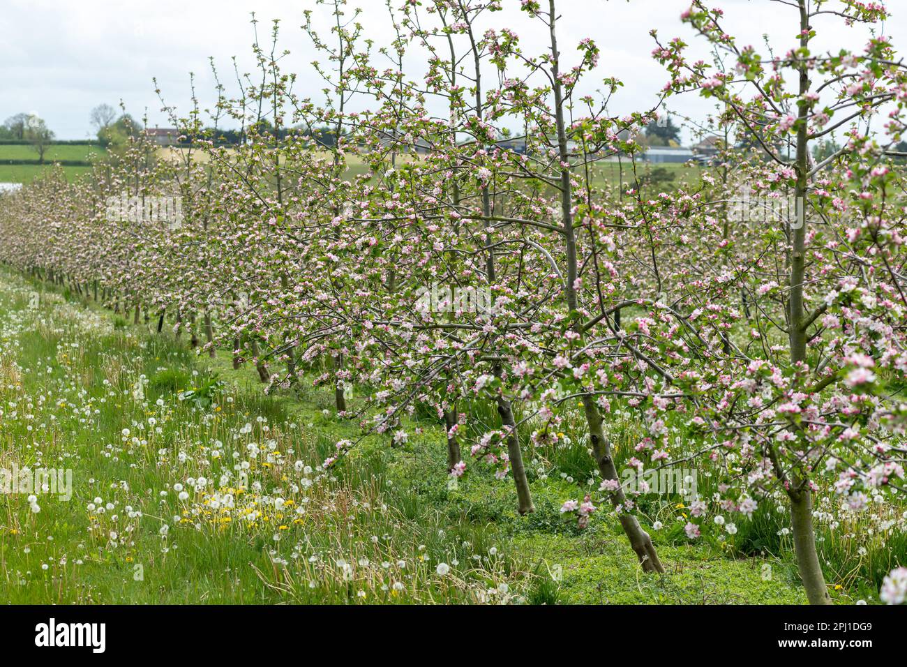 Apple blossom in bloom in a modern cider orchard Stock Photo - Alamy
