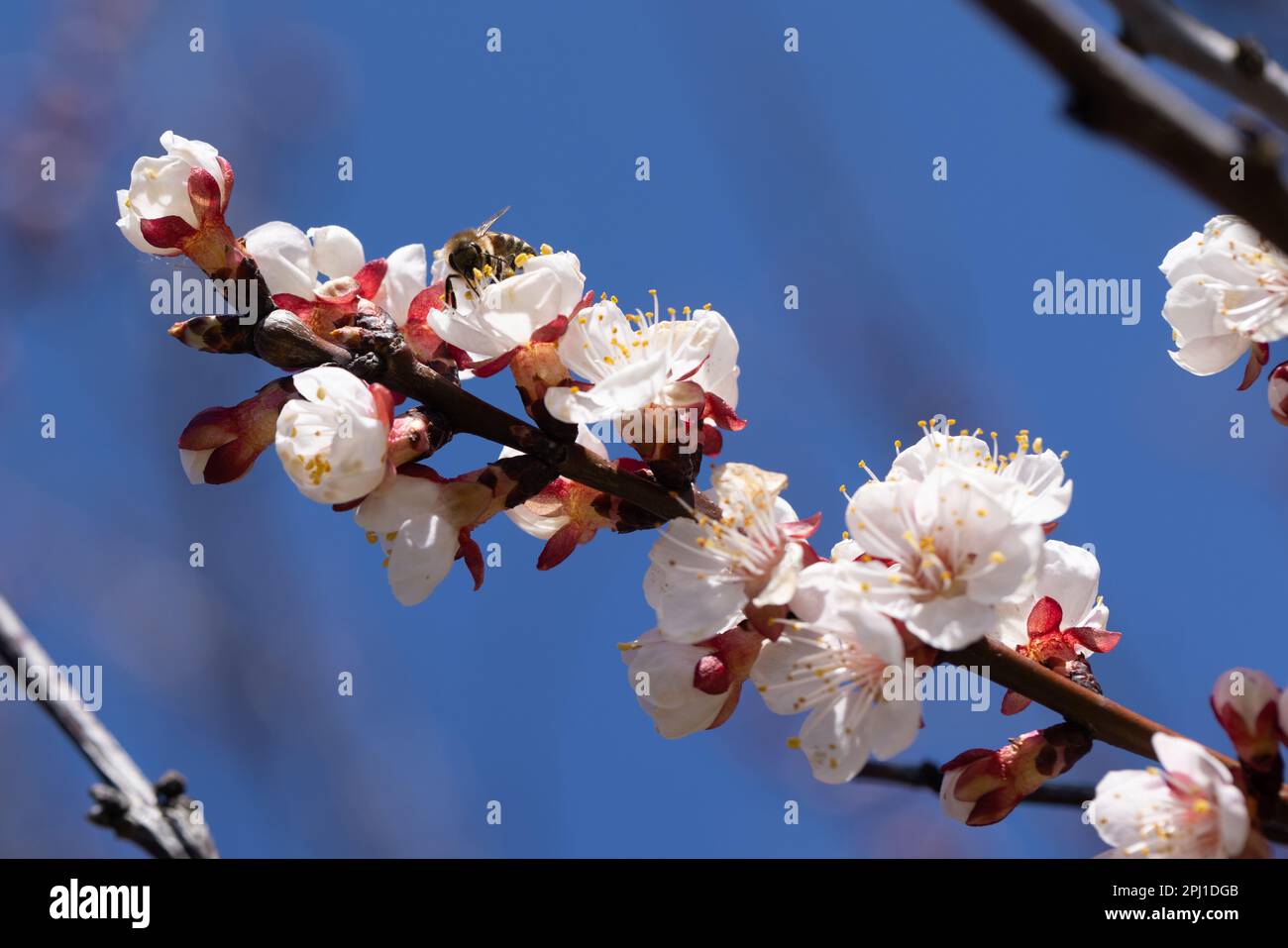 A flying honey bee collects pollen from the spring flowers of trees ...