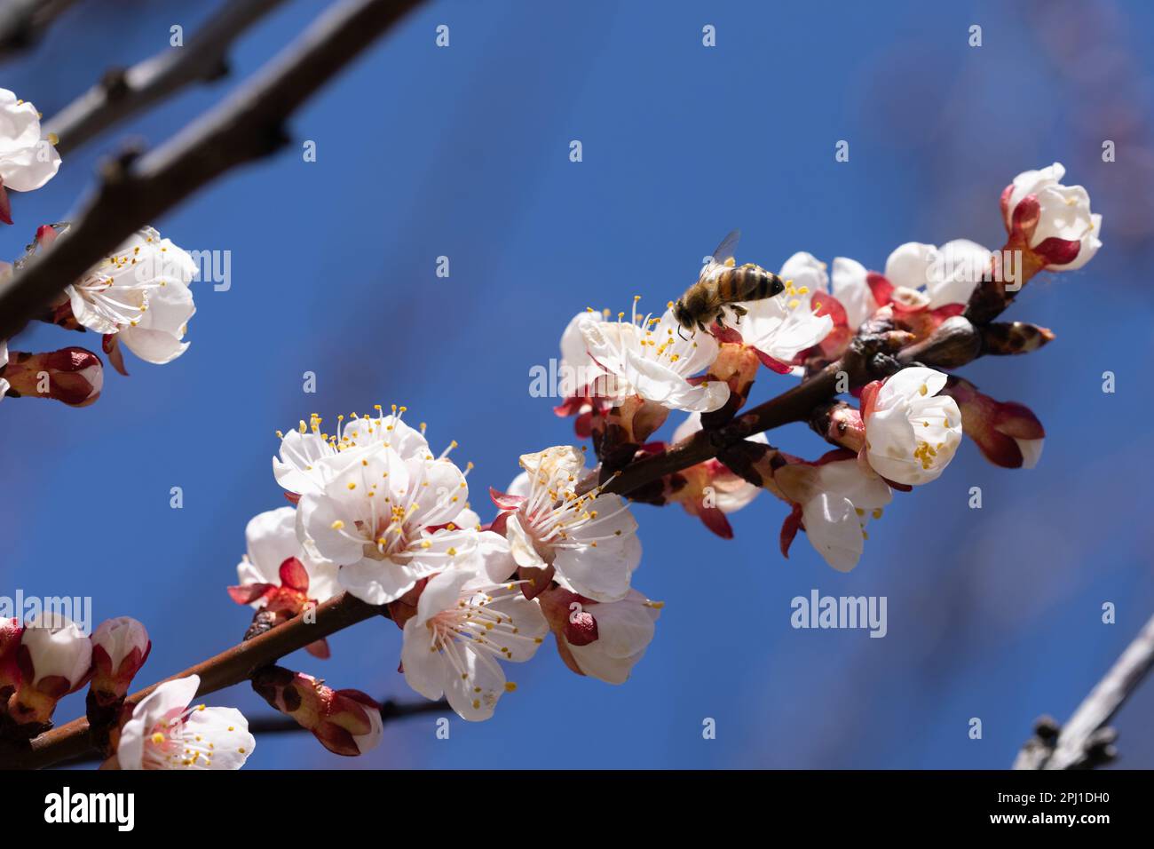 A flying honey bee collects pollen from the spring flowers of trees ...