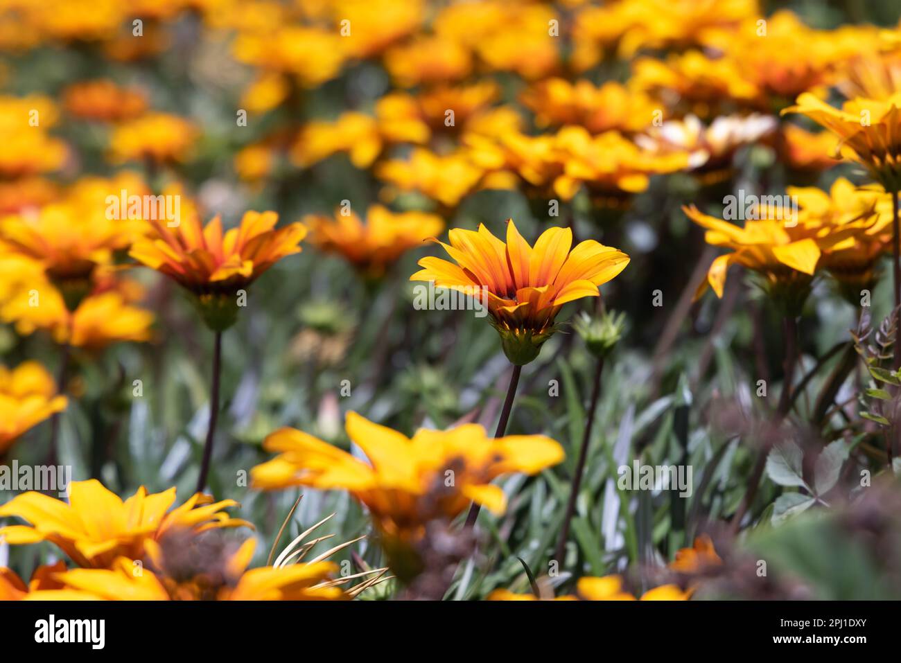 Europe, Portugal, Evora. Wildflowers in a field in Portugal Stock Photo ...