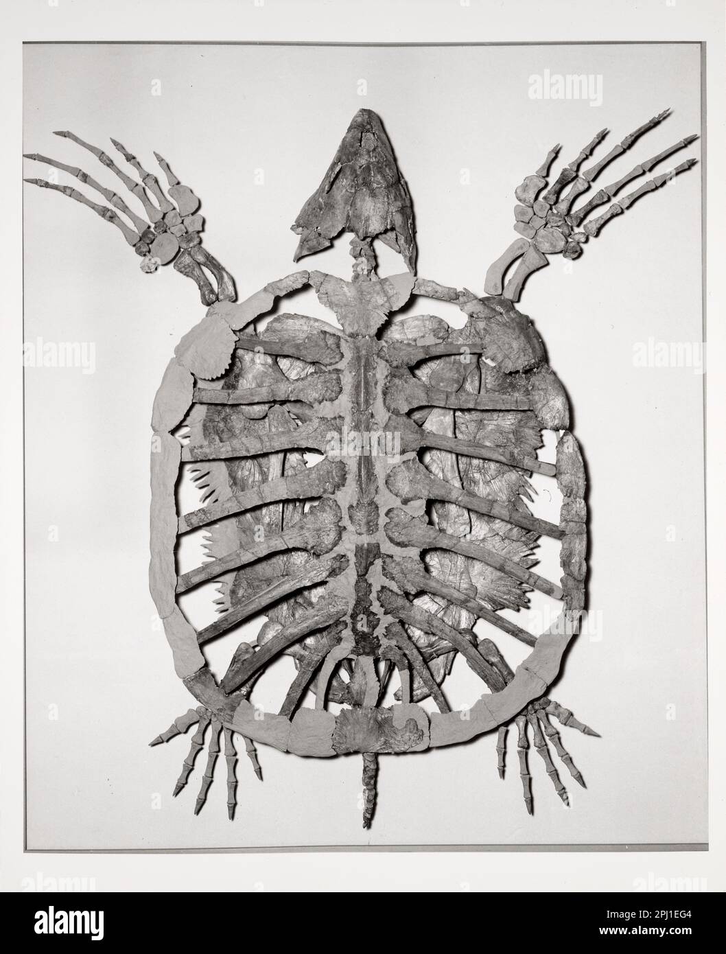 Fosilized skeleton of an extinct marine turtle, Museum of Natural ...