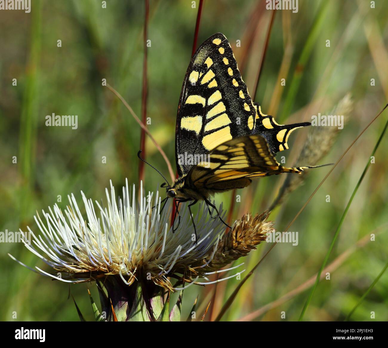 A rare Swallowtail butterfly - papilio machaon, pollinates a white ...