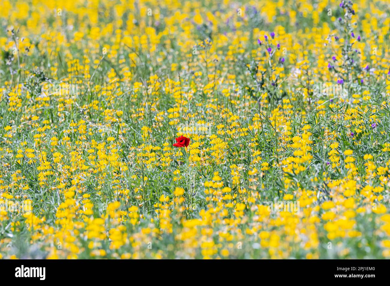 Europe, Portugal, Evora. Red poppy flower in a field of yellow blooming ...