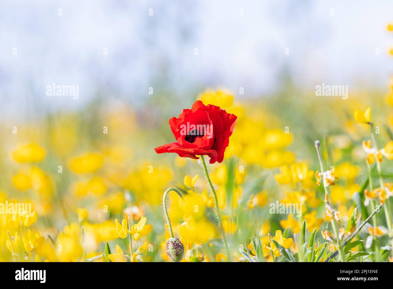 Europe, Portugal, Evora. Red poppy flower in a field of yellow blooming ...