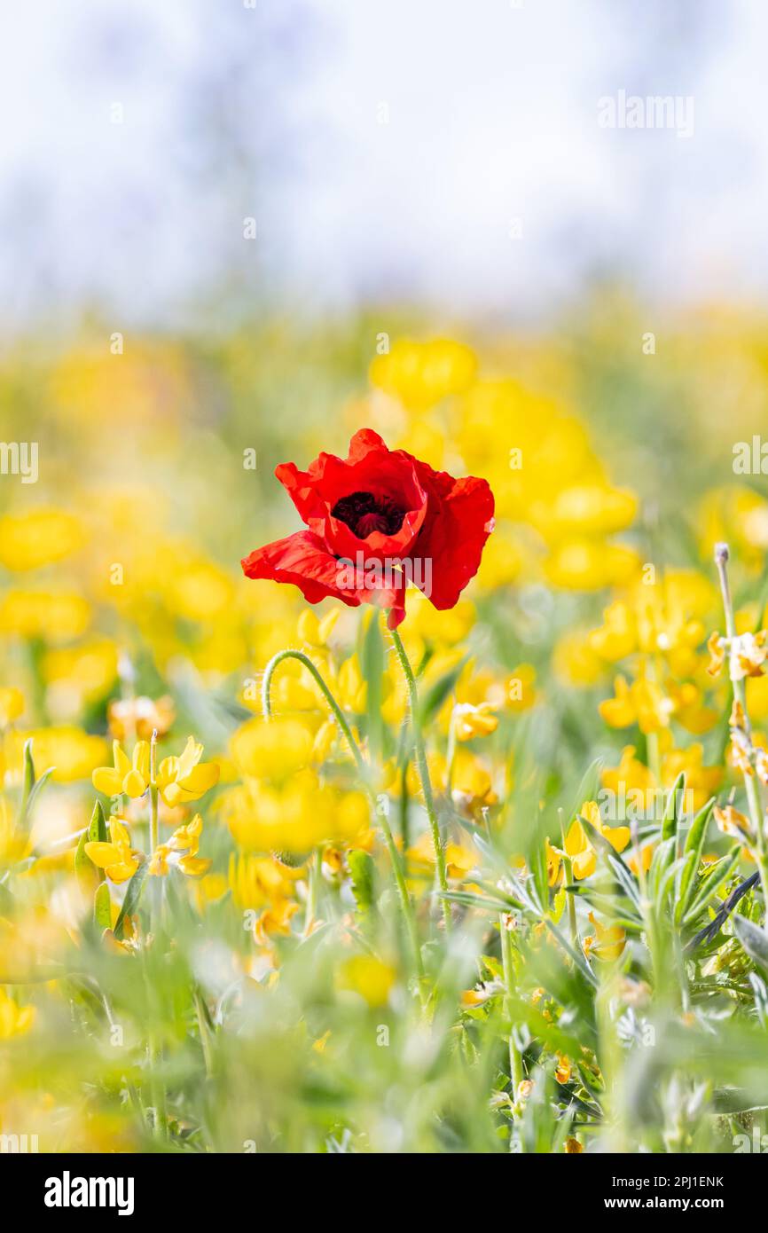 Europe, Portugal, Evora. Red poppy flower in a field of yellow blooming ...