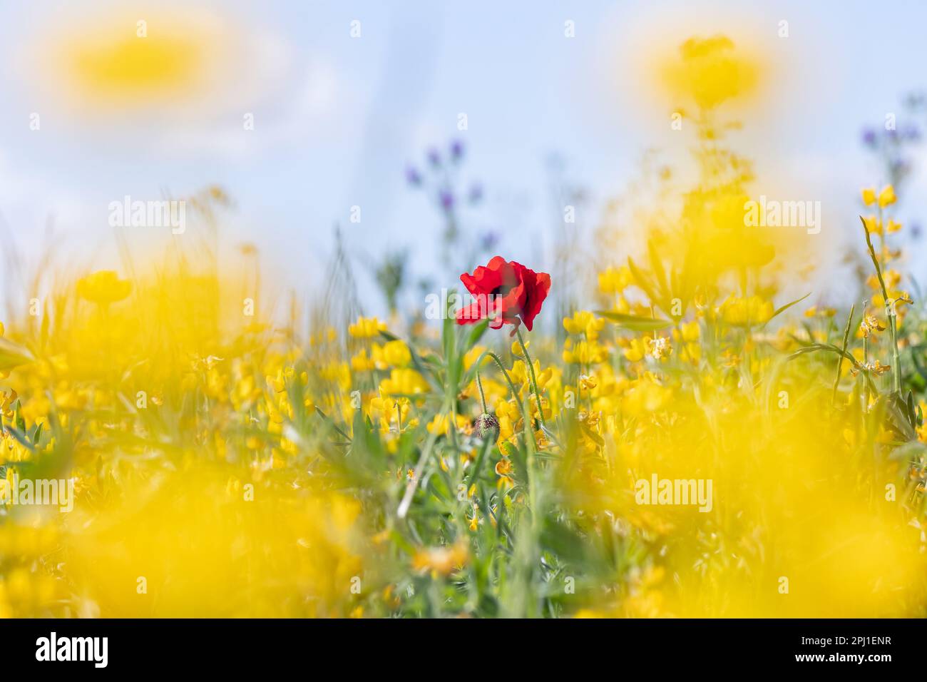 Europe, Portugal, Evora. Red poppy flower in a field of yellow blooming ...