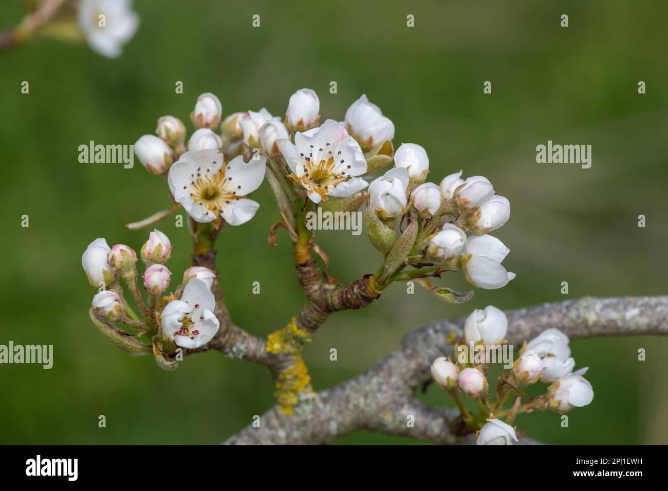 Conference pear tree in flower hi-res stock photography and images - Alamy
