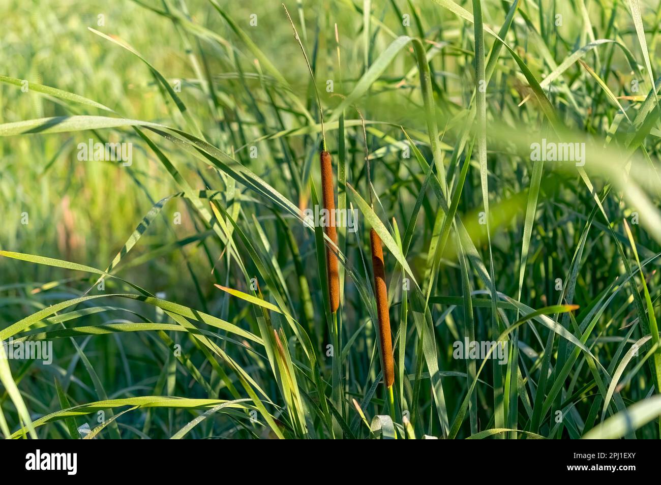 Broad-leaved cattail (Typha latifolia) is native flower in north ...