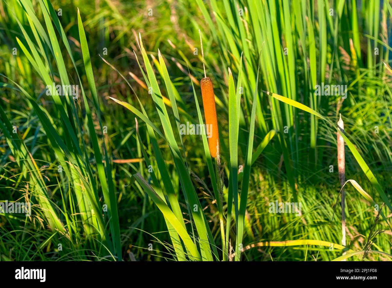 Broad-leaved cattail (Typha latifolia) is native flower in north ...
