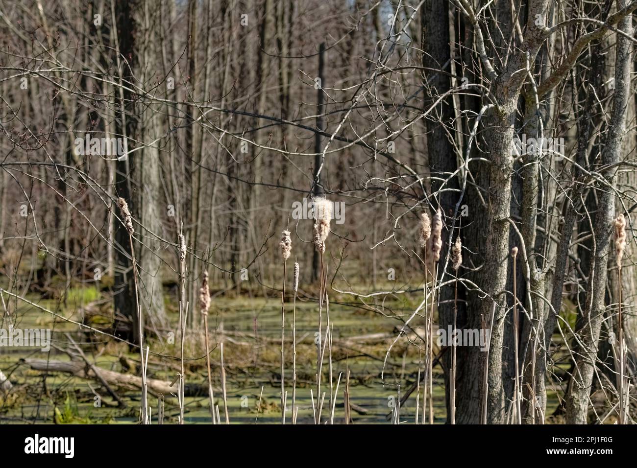Broad-leaved cattail (Typha latifolia) is native flower in north ...