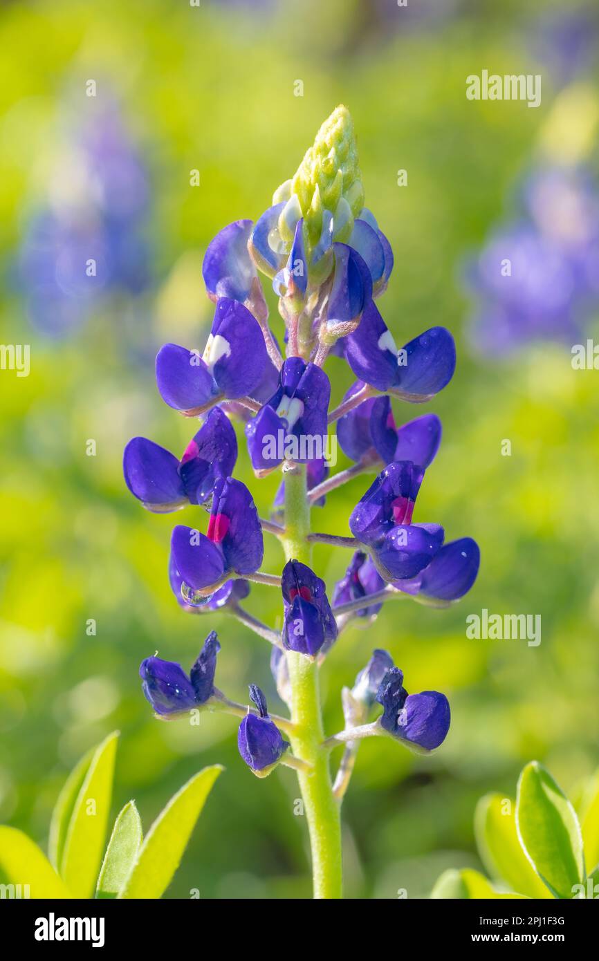 Bluebonnet close up hi-res stock photography and images - Alamy