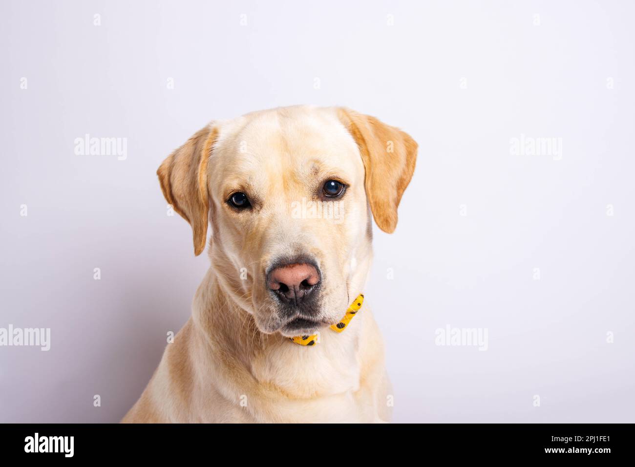 Studio shot golden retriever puppy hi-res stock photography and images ...