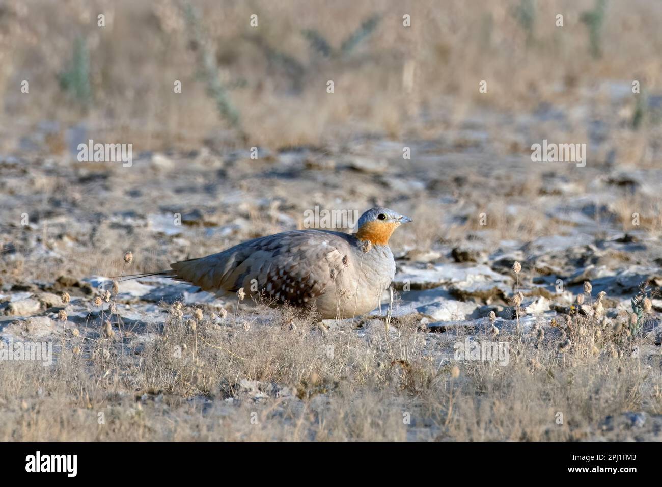 Spotted sandgrouse (Pterocles senegallus) observed in Greater Rann of ...