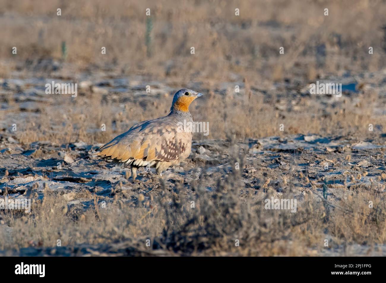 Spotted sandgrouse (Pterocles senegallus) observed in Greater Rann of ...