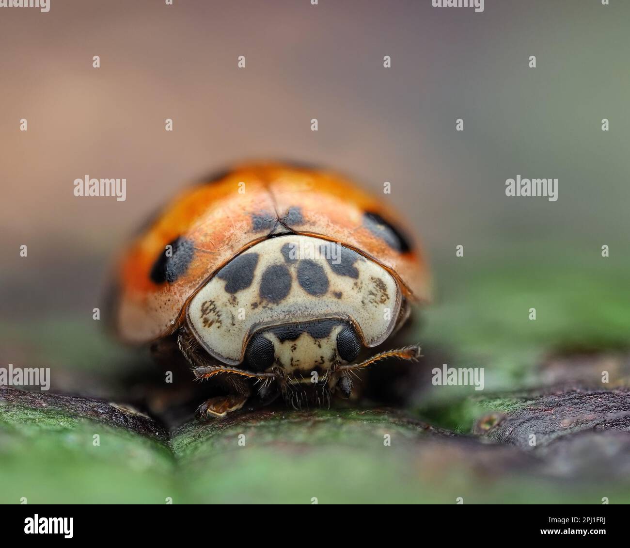 10 spot ladybird hi-res stock photography and images - Alamy