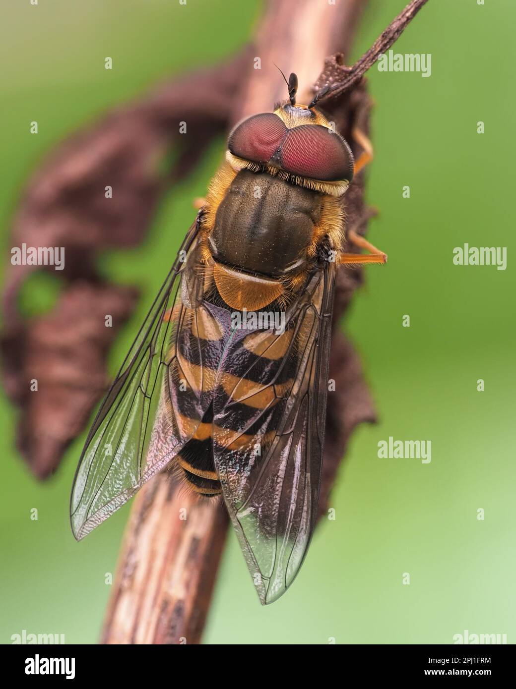 Dorsal view of Male Syrphus torvus Hoverfly at rest on plant stem ...