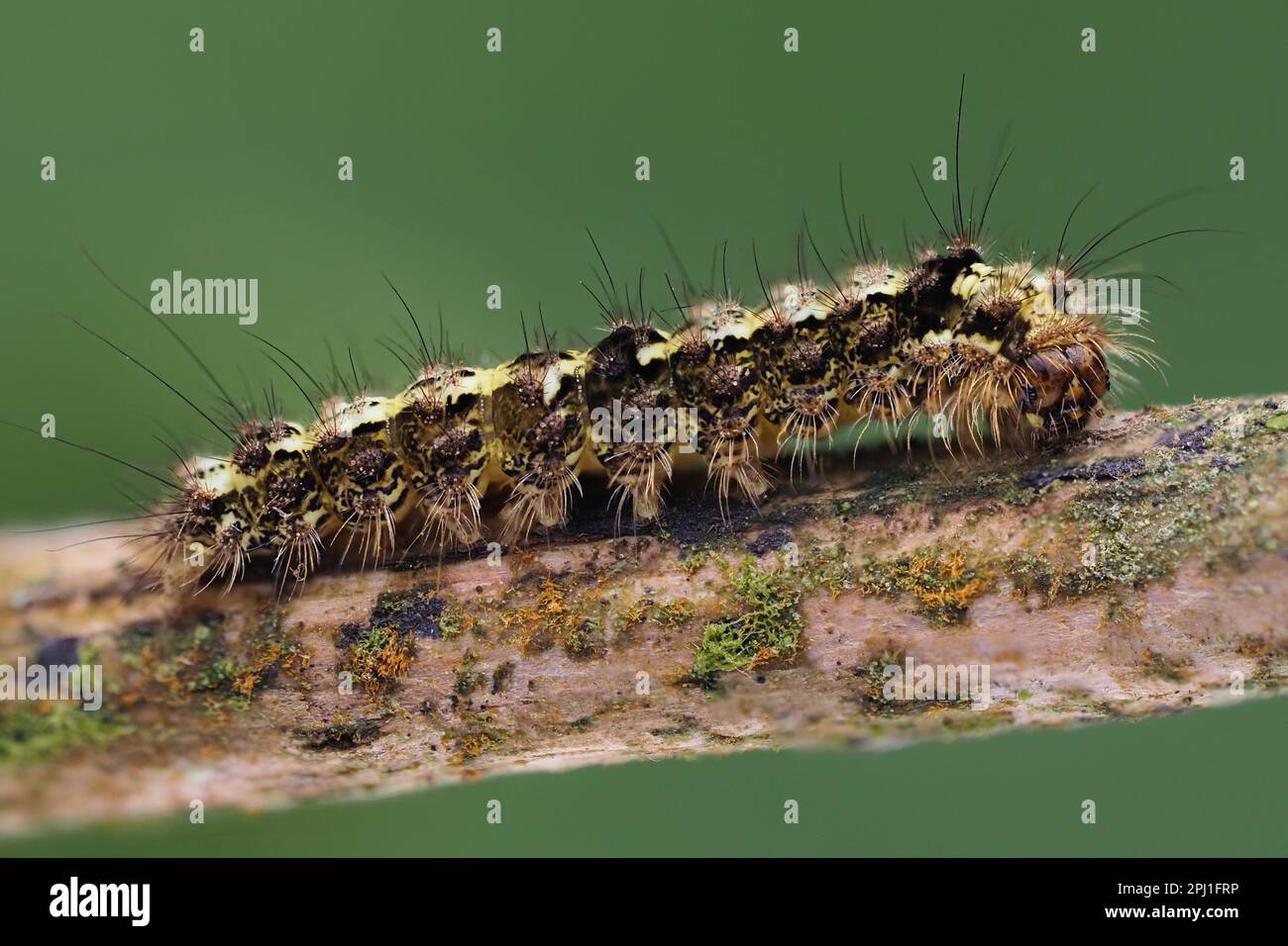 Four-spotted Footman moth caterpillar (Lithosia quadra) on twig ...